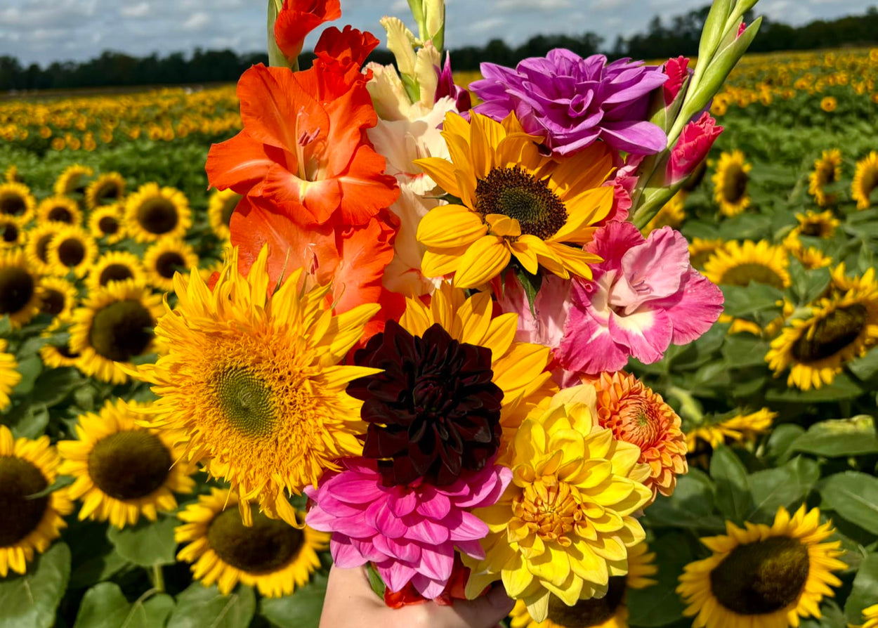 U-Pick Sunflowers NJ | Fall Festival at Holland Ridge Farms