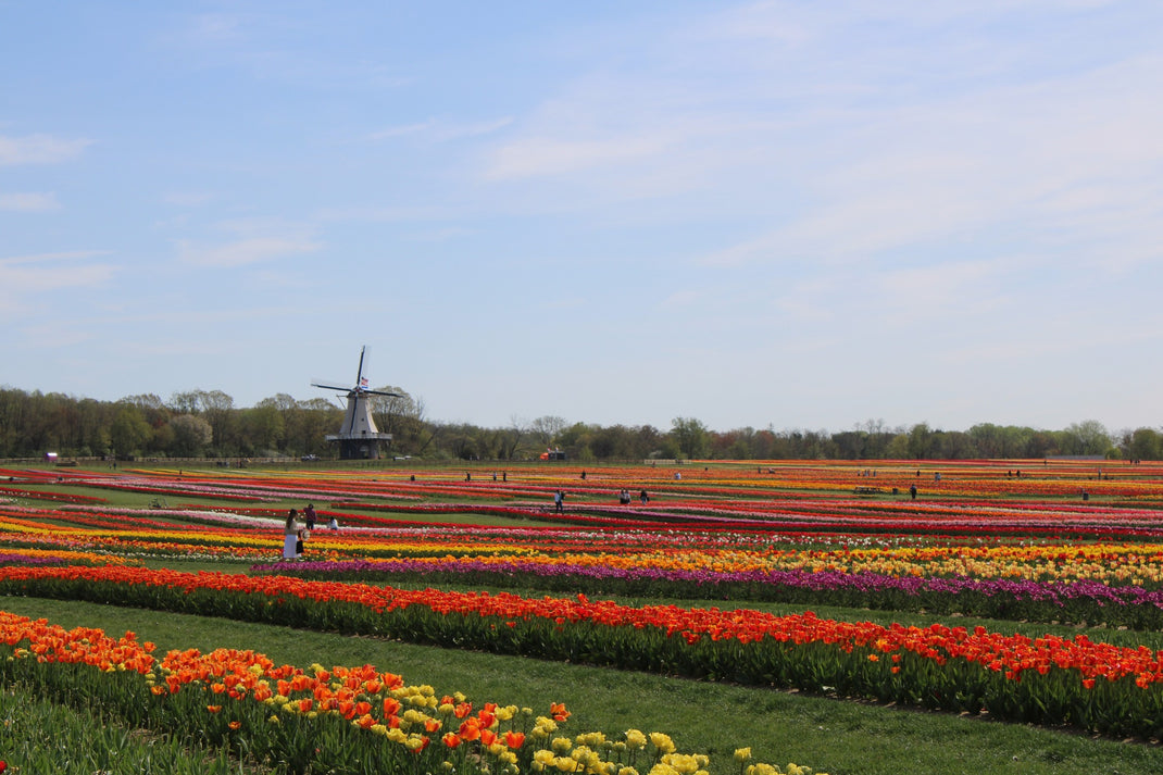 Holland Ridge Farms Windmill | Iconic Dutch Landmark in New Jersey
