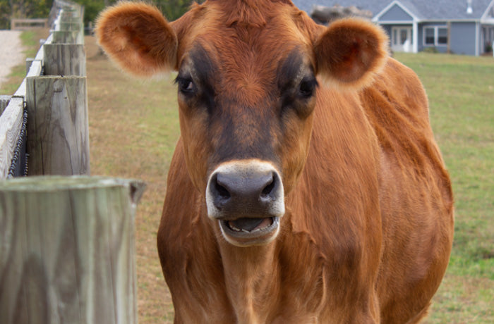 U-Pick Sunflowers: Fall Festival – Holland Ridge Farms