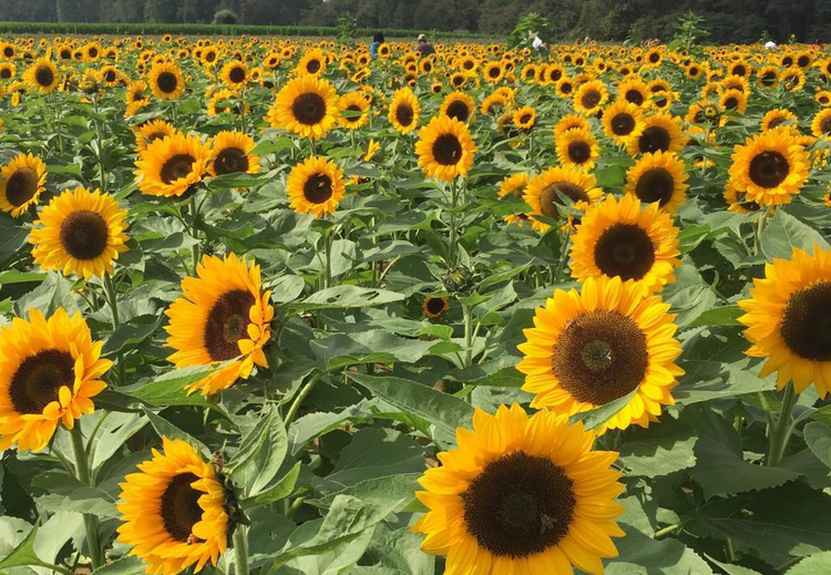 About Holland Ridge Farms | New Jersey’s Premier Flower Destination