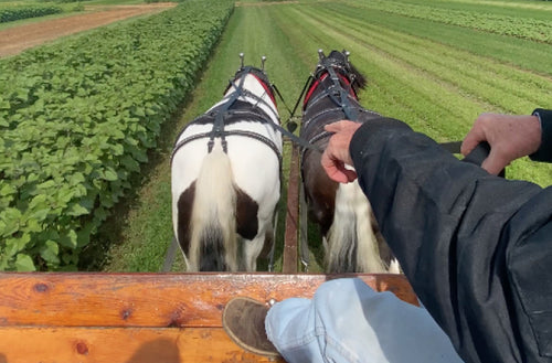 U-Pick Tulips: Spring Spectacular – Holland Ridge Farms