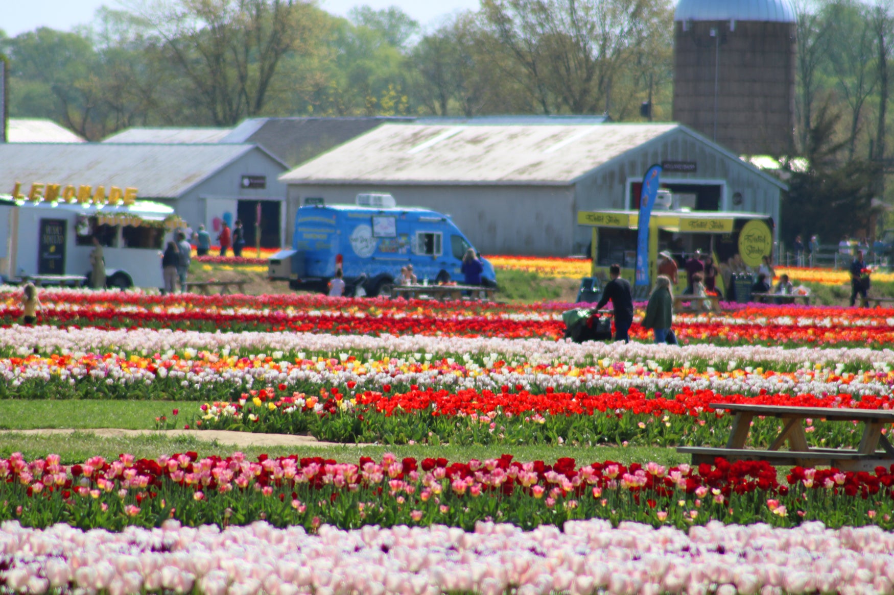 U-Pick Tulips Spring Spectacular | Holland Ridge Farms New Jersey