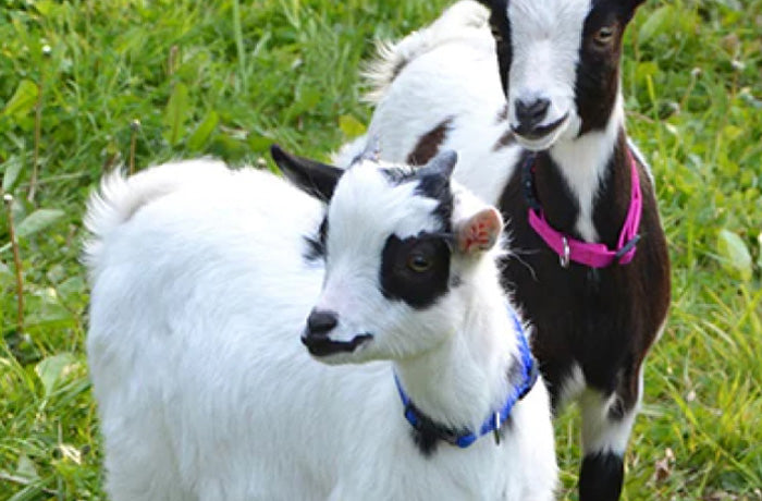 U-Pick Tulips: Spring Spectacular – Holland Ridge Farms