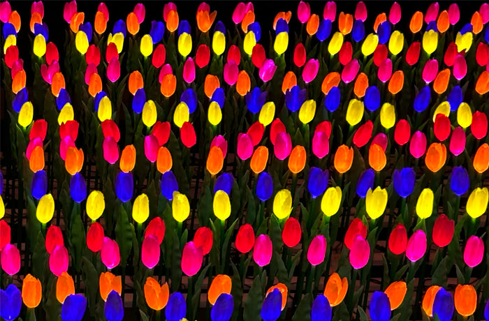 Winter Wonderland NJ | Holiday Lights & Tulips at Holland Ridge Farms