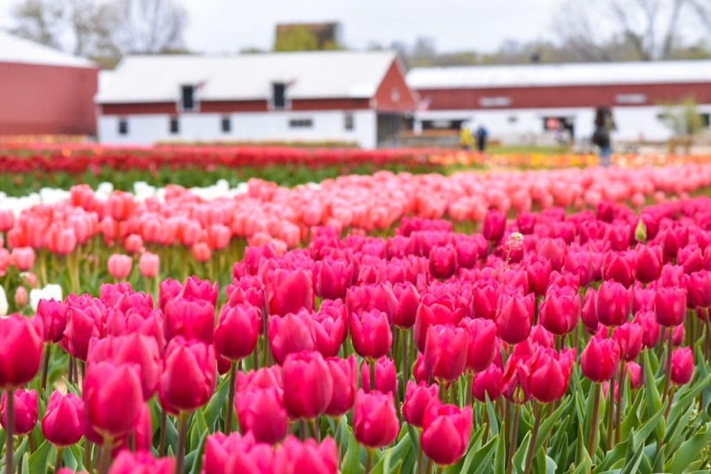 About Holland Ridge Farms | New Jersey’s Premier Flower Destination